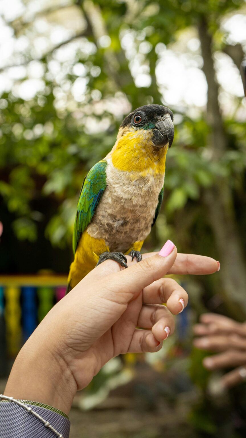 The Most Popular and 9 Easy Tricks to Teach Your Parrots - PetMona