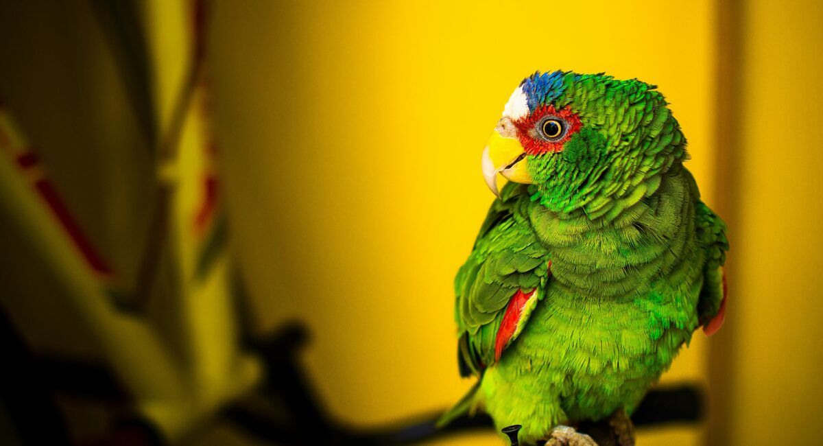 10 Fascinating Parrot Behaviors and How to Observe Them - PetMona